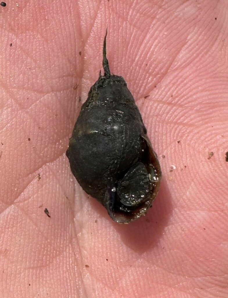Warty Rocksnail from Bear Creek, downstream of Co. Rd. 1, Colbert ...