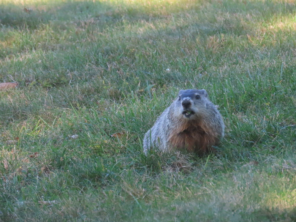 Groundhog from Wimer Mountain Rd, Blue Grass, VA 24413 on October 4 ...