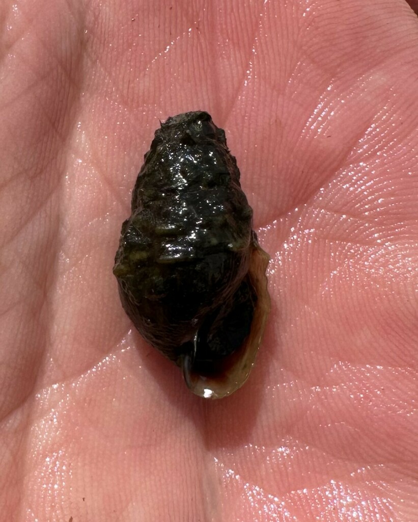 Warty Rocksnail from Bear Creek, downstream of Co. Rd. 1, Colbert ...