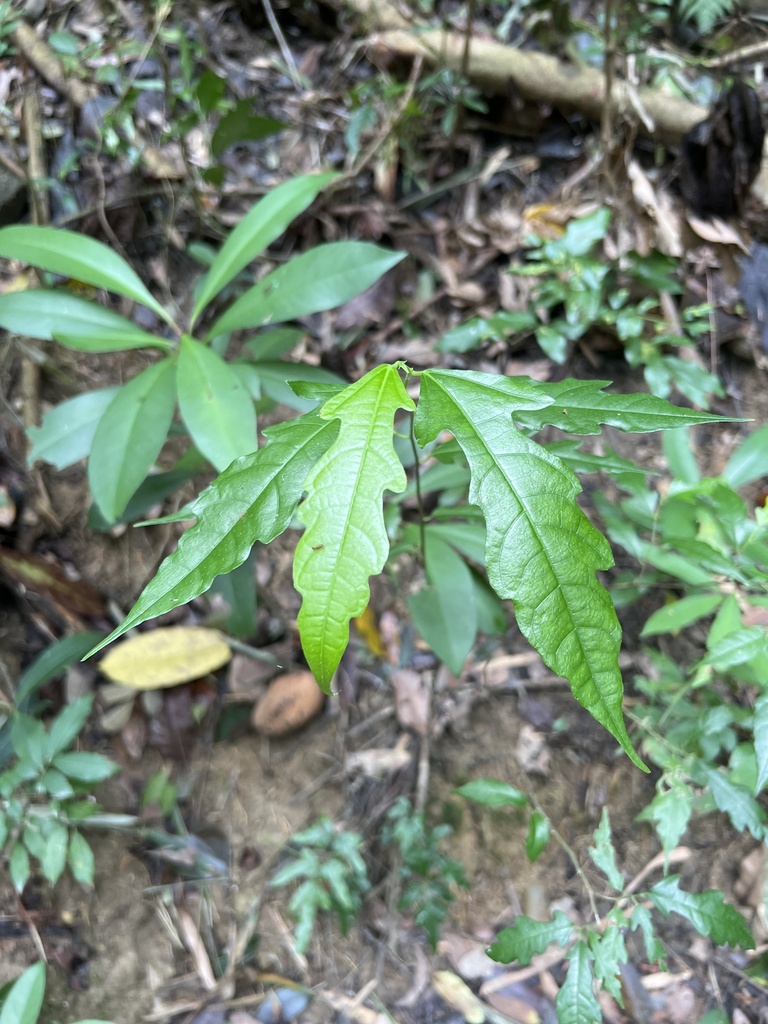 Ficus ampelos from 臺灣島, 東區, CYI, TW on October 10, 2023 at 10:21 AM by ...
