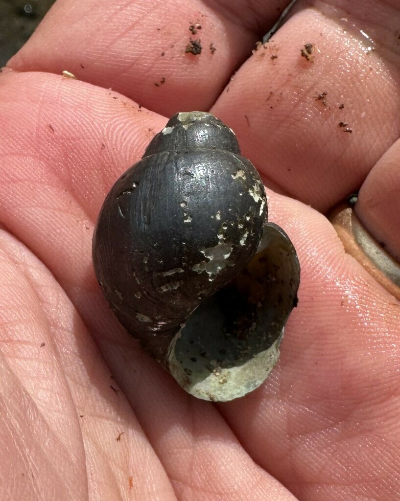 Pointed Campeloma from Bear Creek, downstream of Co. Rd. 1, Colbert ...