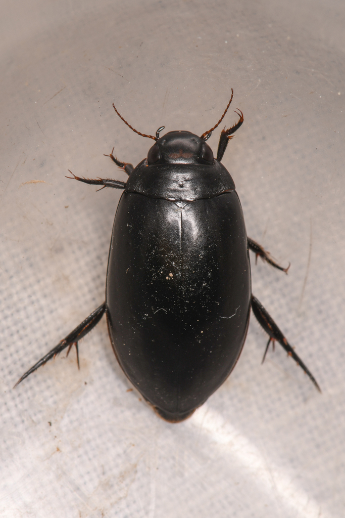 Rhantus atricolor from San Bernardino County, CA, USA on October 8 ...