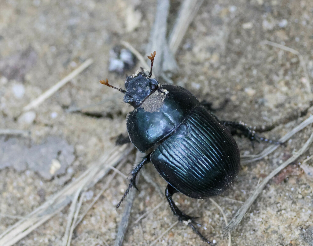 Baly's Earth-boring Beetle from Greenville County, US-SC, US on October ...
