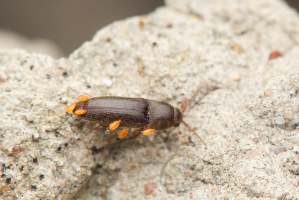False Click Beetles from Takura QLD 4655, Australia on October 9, 2023 ...