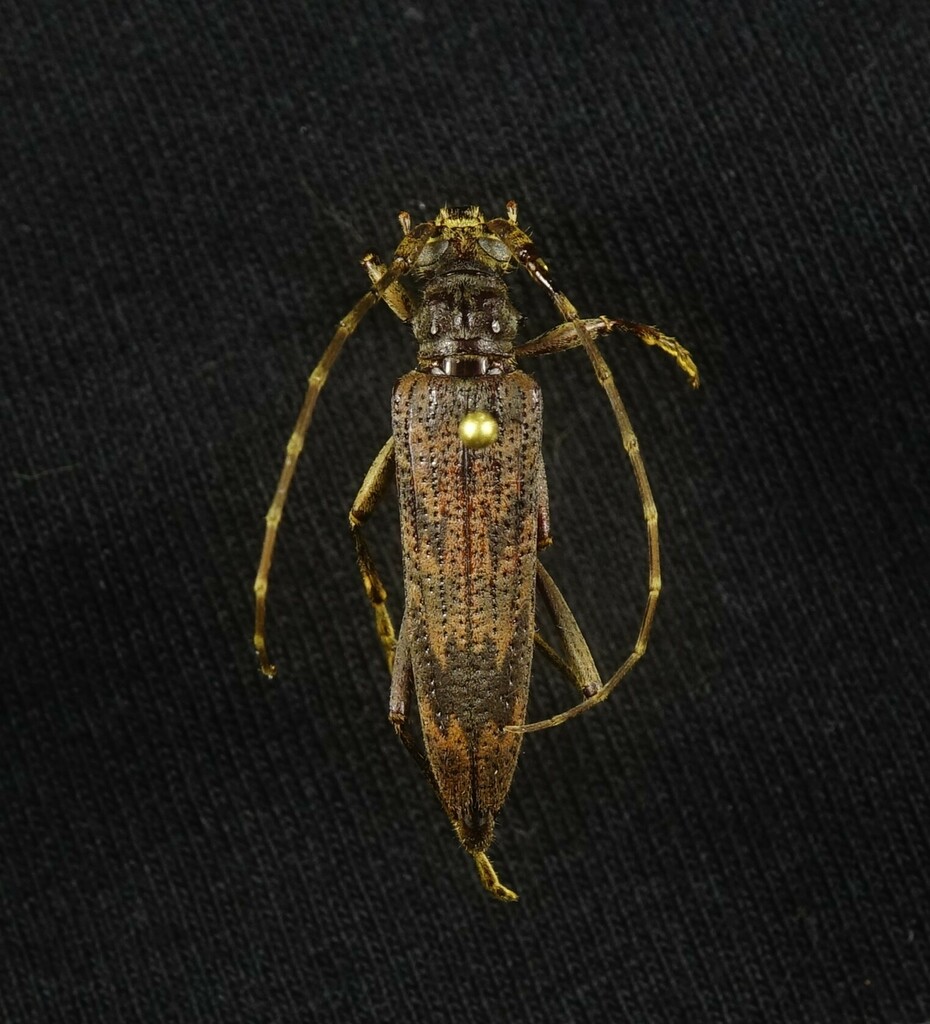Wavy Longhorn Beetle from Roger Mills County, OK, USA on August 8, 2016 ...
