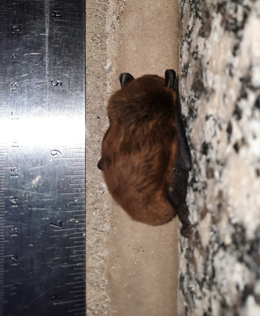 Evening Bat from Downtown Kansas City, Kansas City, MO, USA on October ...