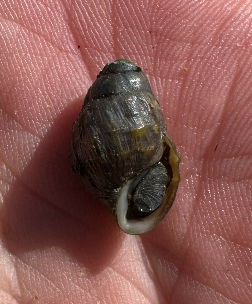 Warty Rocksnail from Bear Creek, downstream of Co. Rd. 1, Colbert ...