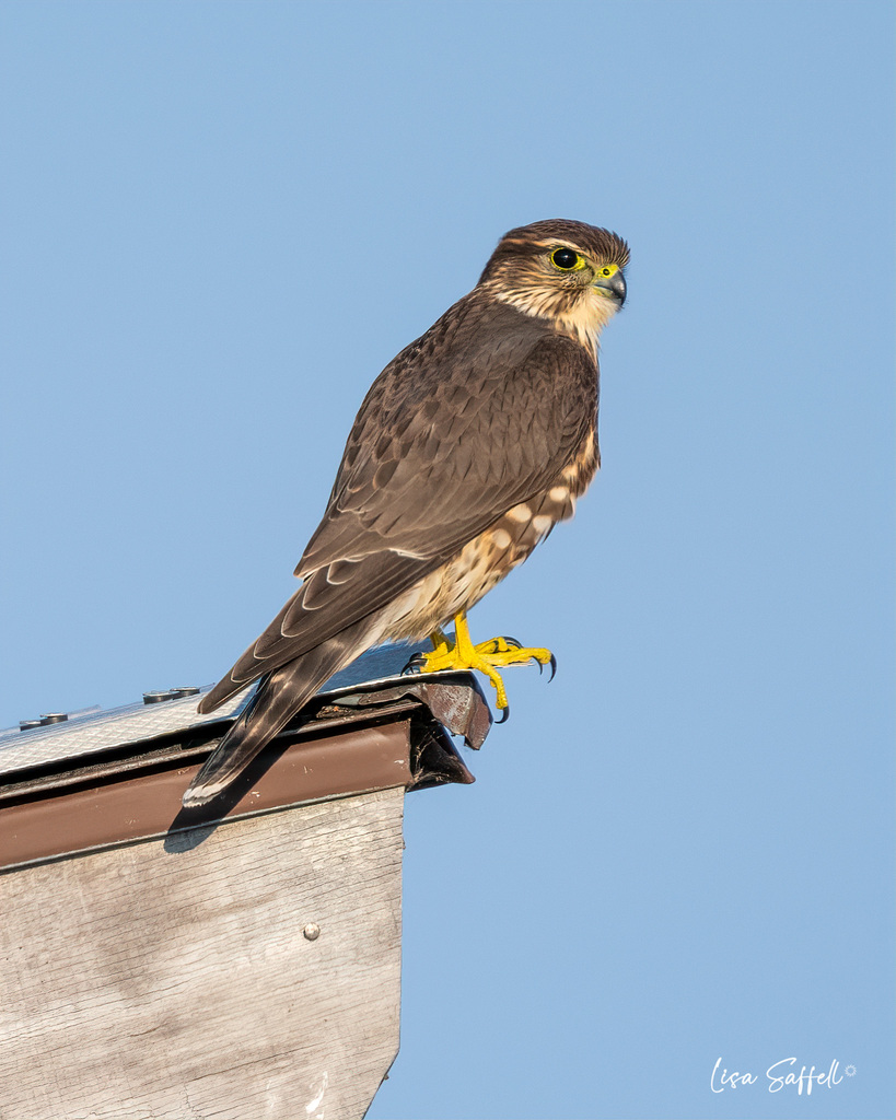 Taiga Merlin from Whitefish Point, MI 49768 on September 24, 2023 at 05 ...
