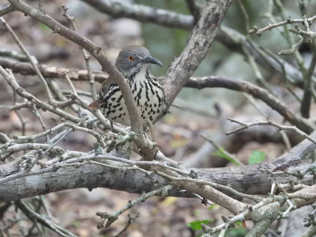 Long-billed Thrasher from Cameron County, TX, USA on October 7, 2023 at ...