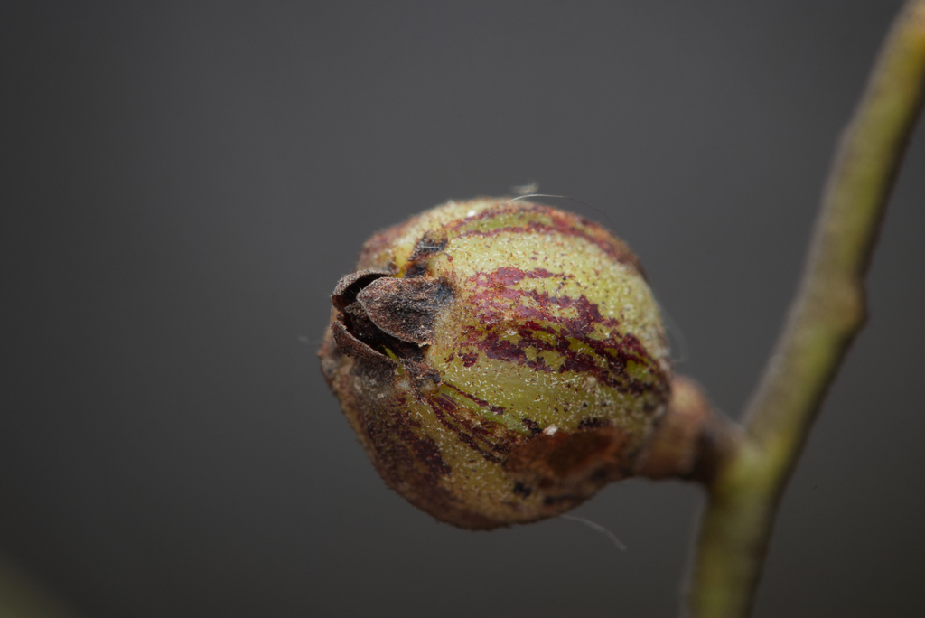 Devil's Twine from Takura QLD 4655, Australia on October 9, 2023 at 10: ...