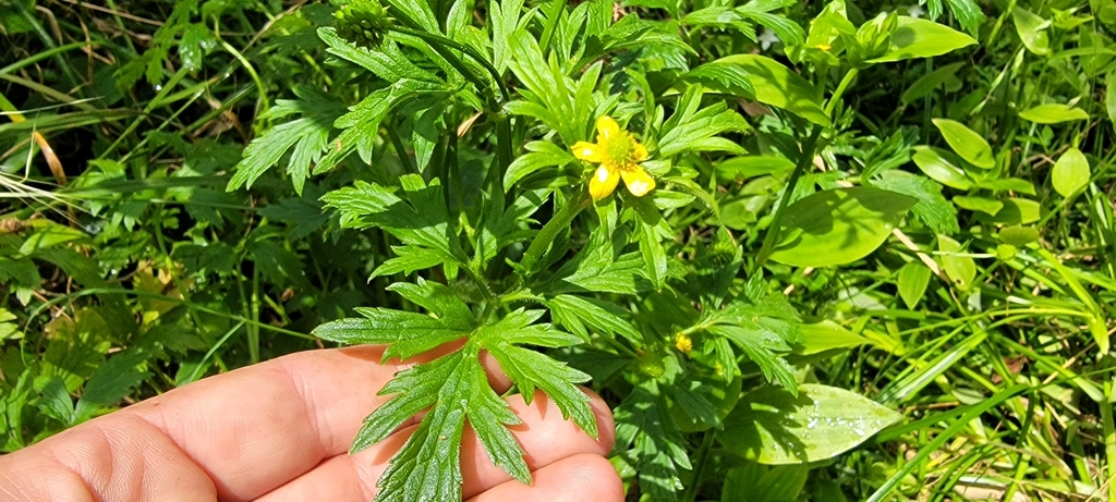 Australian Buttercup from Wisemans Ferry NSW 2775, Australia on October ...