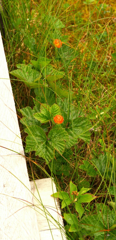 cloudberry from Alaska, USA on July 17, 2014 at 11:08 PM by Ole Goat ...