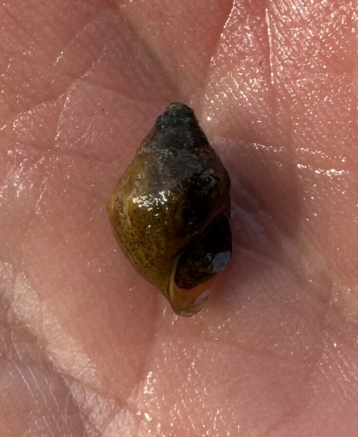 Warty Rocksnail from Bear Creek, upstream or Rock Creek mouth, Colbert ...