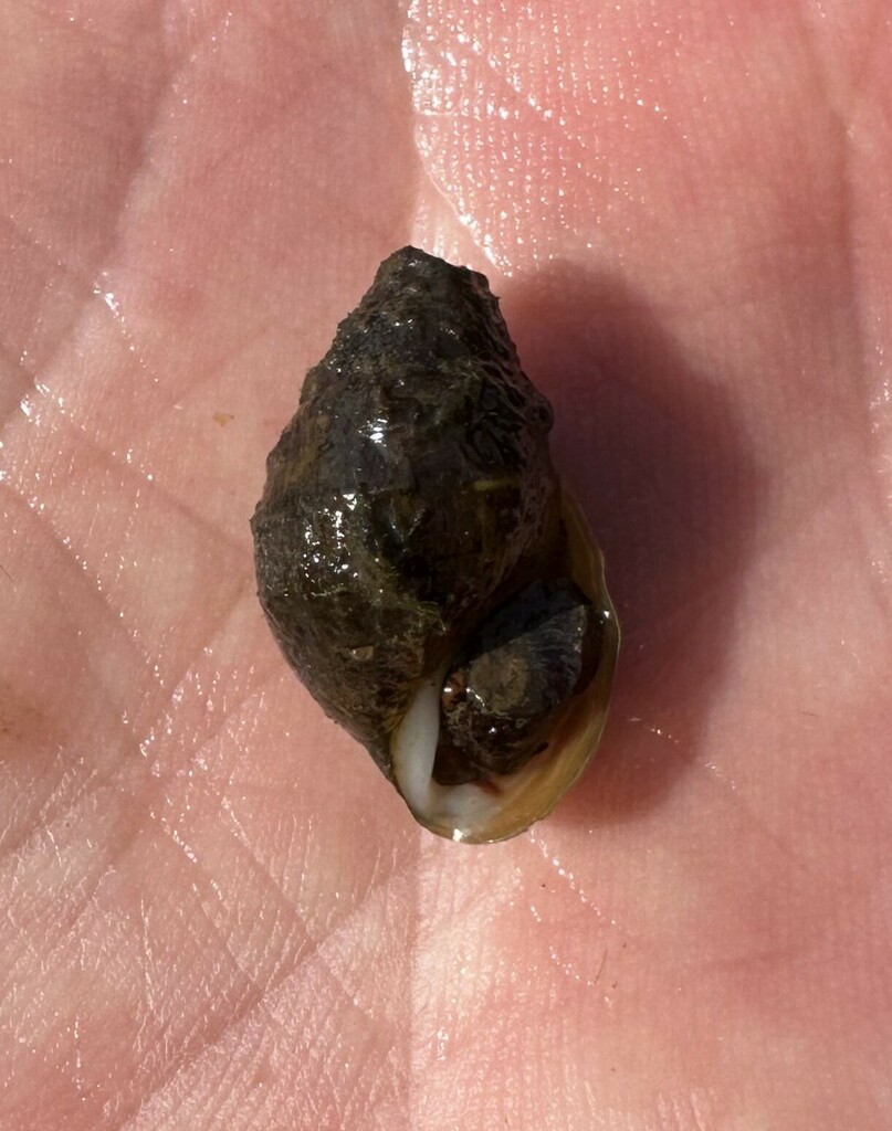 Warty Rocksnail from Bear Creek, upstream or Rock Creek mouth, Colbert ...