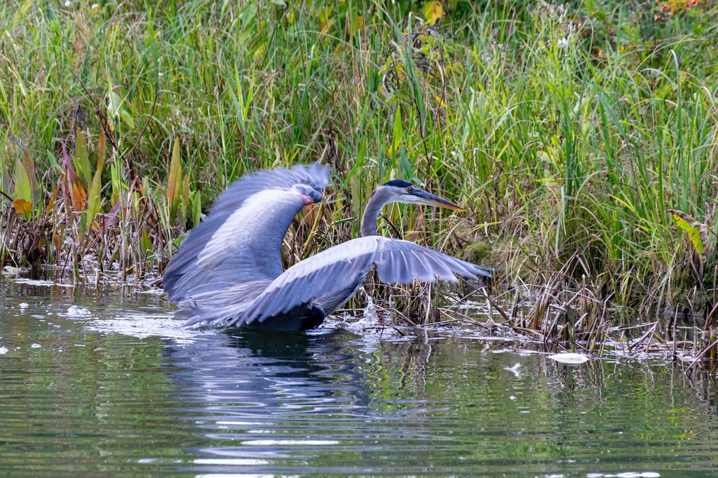 Great Blue Heron from Chicago Botanic Garden, Glencoe, IL, US on ...