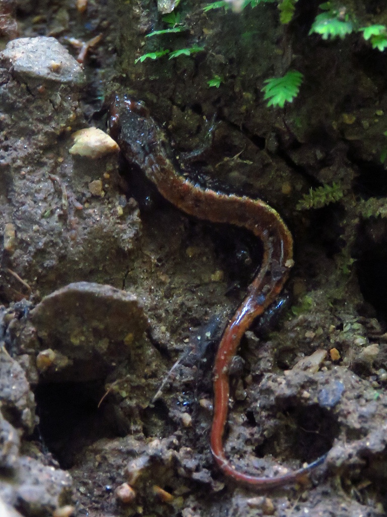 Blue Ridge Dusky Salamander in October 2023 by Annkatrin Rose ...