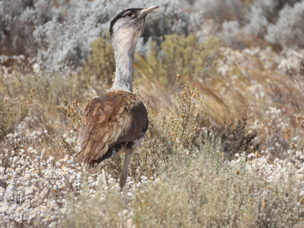 Australian Bustard from Nullarbor SA 5690, Australia on September 7 ...