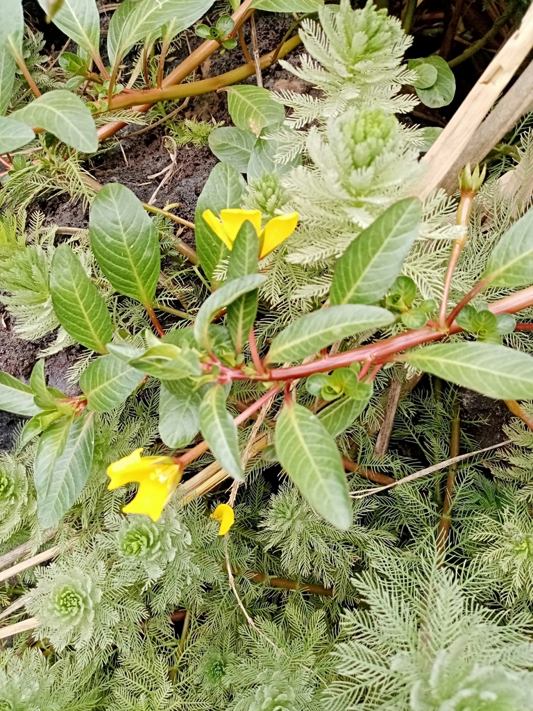 floating primrose-willow from Manzana 010, Cumbria, 54740 Cuautitlán ...