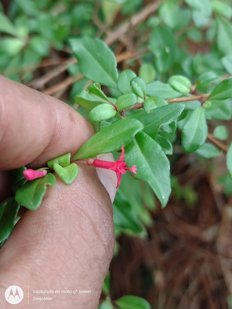 Fuchsia microphylla quercetorum from San Cristóbal de Las Casas, Chis ...