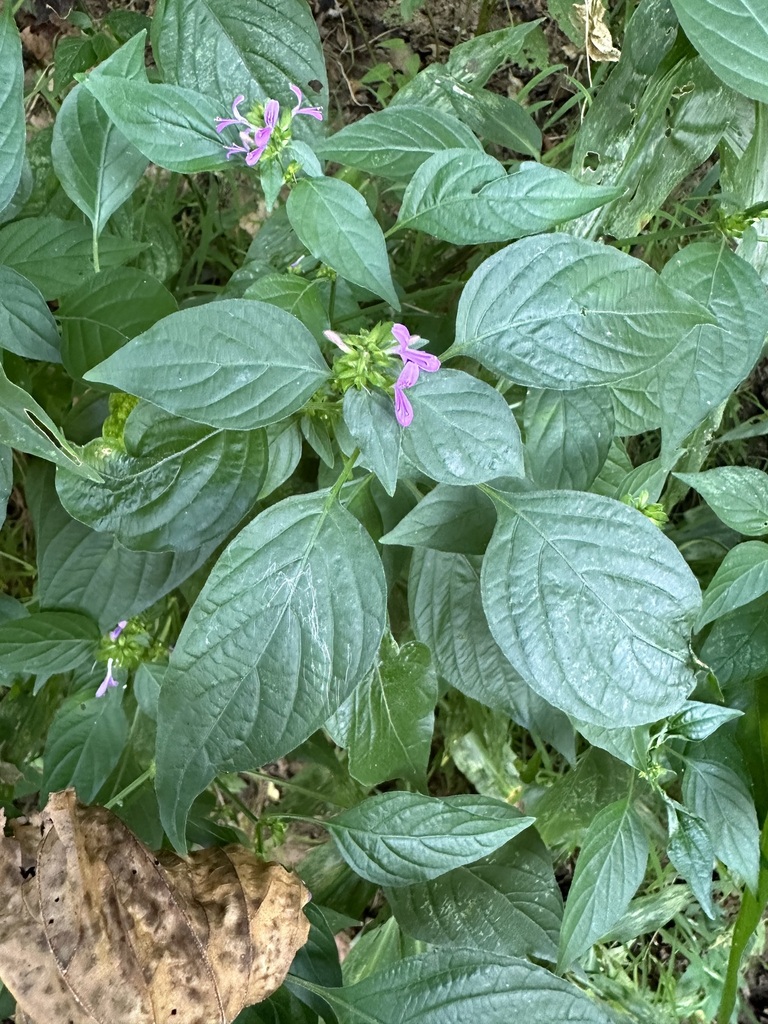 False Mint from Along Bear Creek, downstream of Co. Rd. 1, Colbert ...