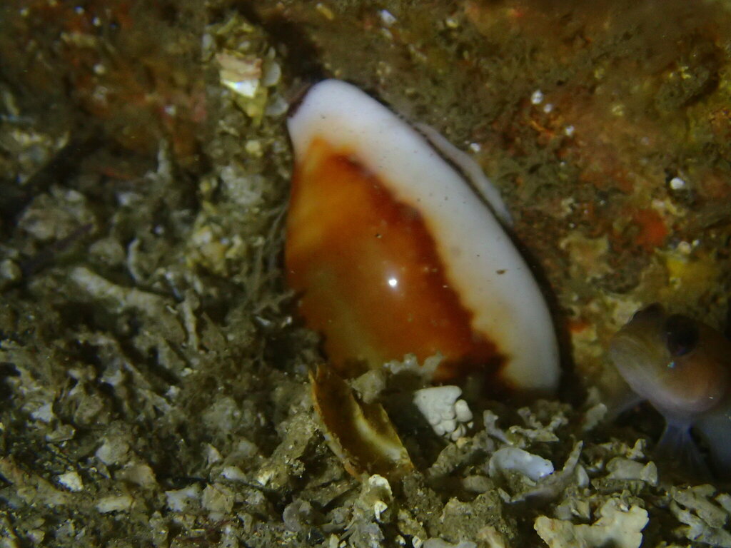 Chestnut Cowry from Santa Barbara County, CA, USA on September 4, 2023 ...