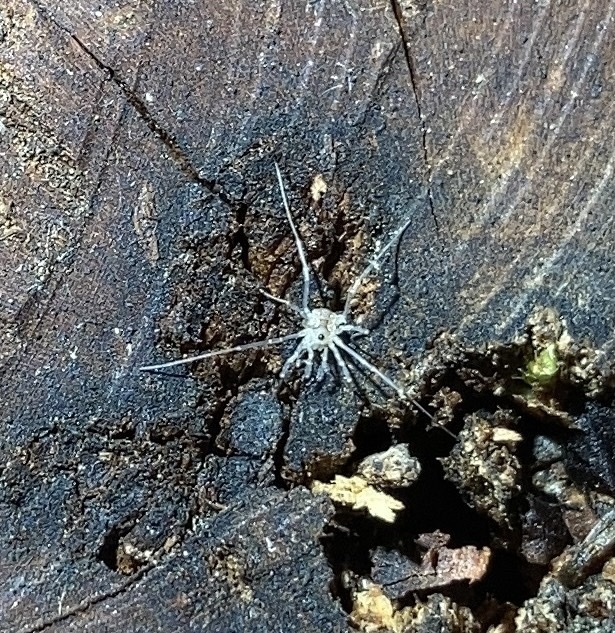 Harvestmen in October 2023 by Hannah. d67 like a little tiny cyclops ...