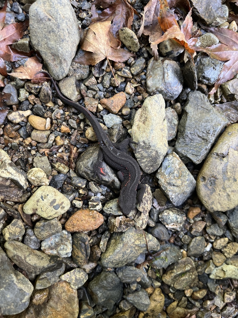 Japanese Fire-bellied Newt in October 2023 by hktimothyspider · iNaturalist