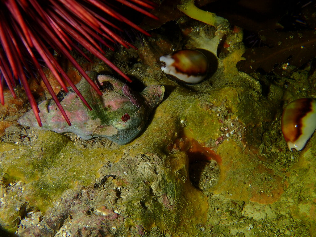 Kellet's Whelk from Santa Barbara County, CA, USA on September 24, 2023 ...