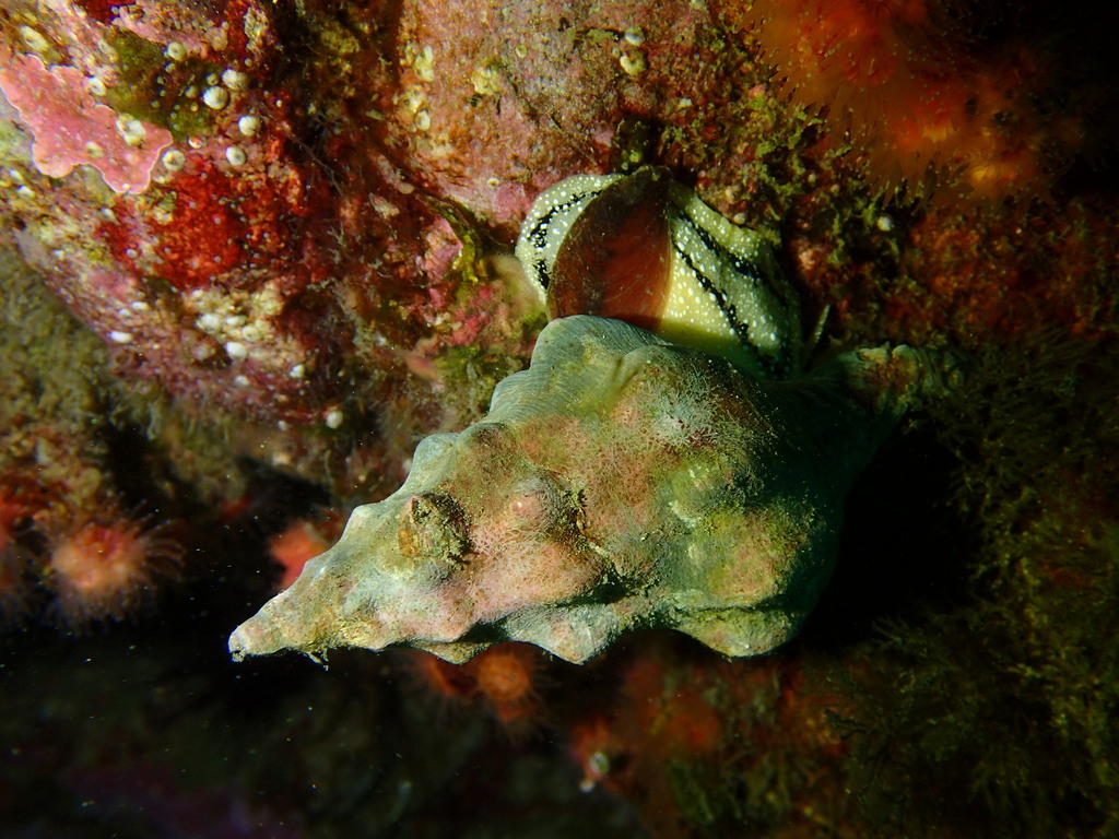 Kellet's Whelk from Santa Barbara County, CA, USA on August 27, 2023 at ...