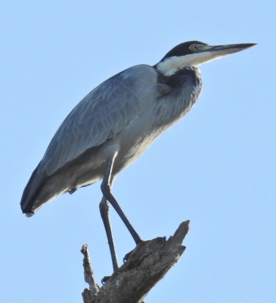 Black-headed Heron from South Cape DC, South Africa on September 20 ...