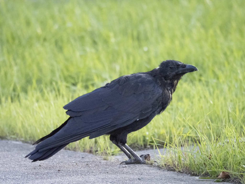 Common Raven from Minami Ward, Sapporo, Hokkaido, Japan on September 29 ...