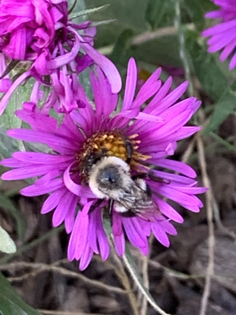 Common Eastern Bumble Bee from Porter Ave, Beloit, WI, US on October 9 ...