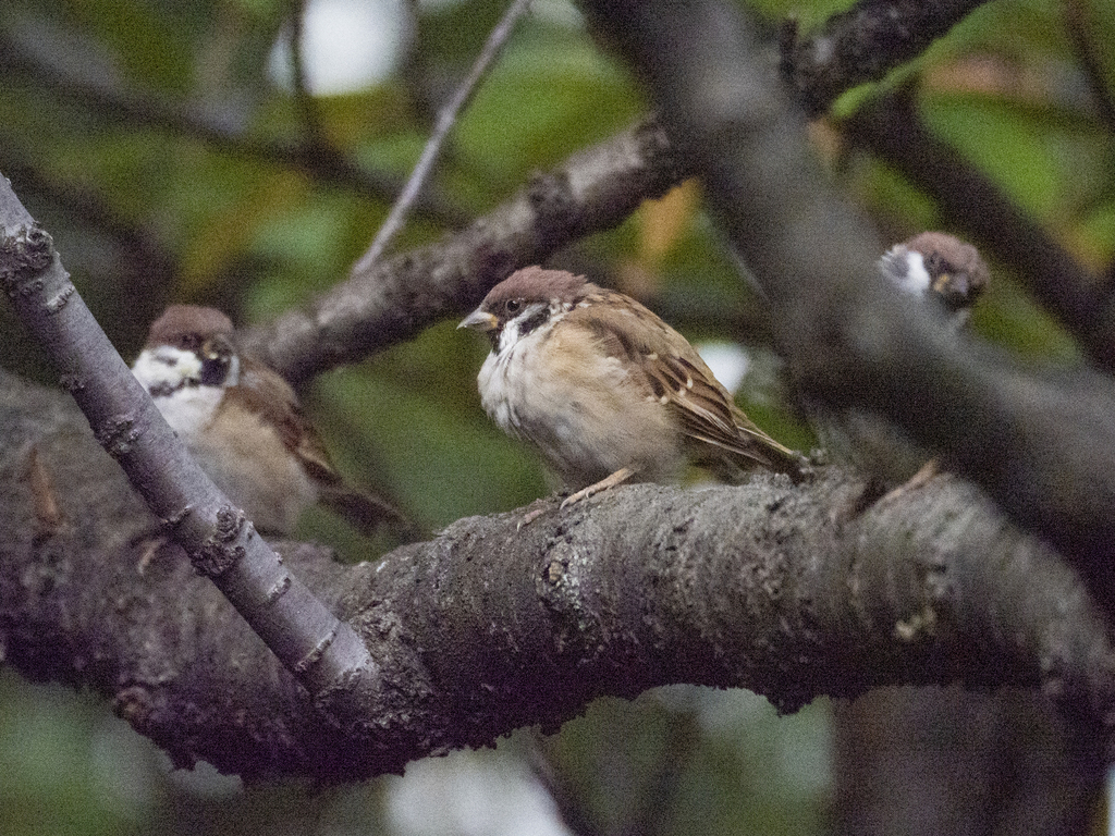 Eurasian Tree Sparrow from Chuo Ward, Sapporo, Hokkaido, Japan on ...
