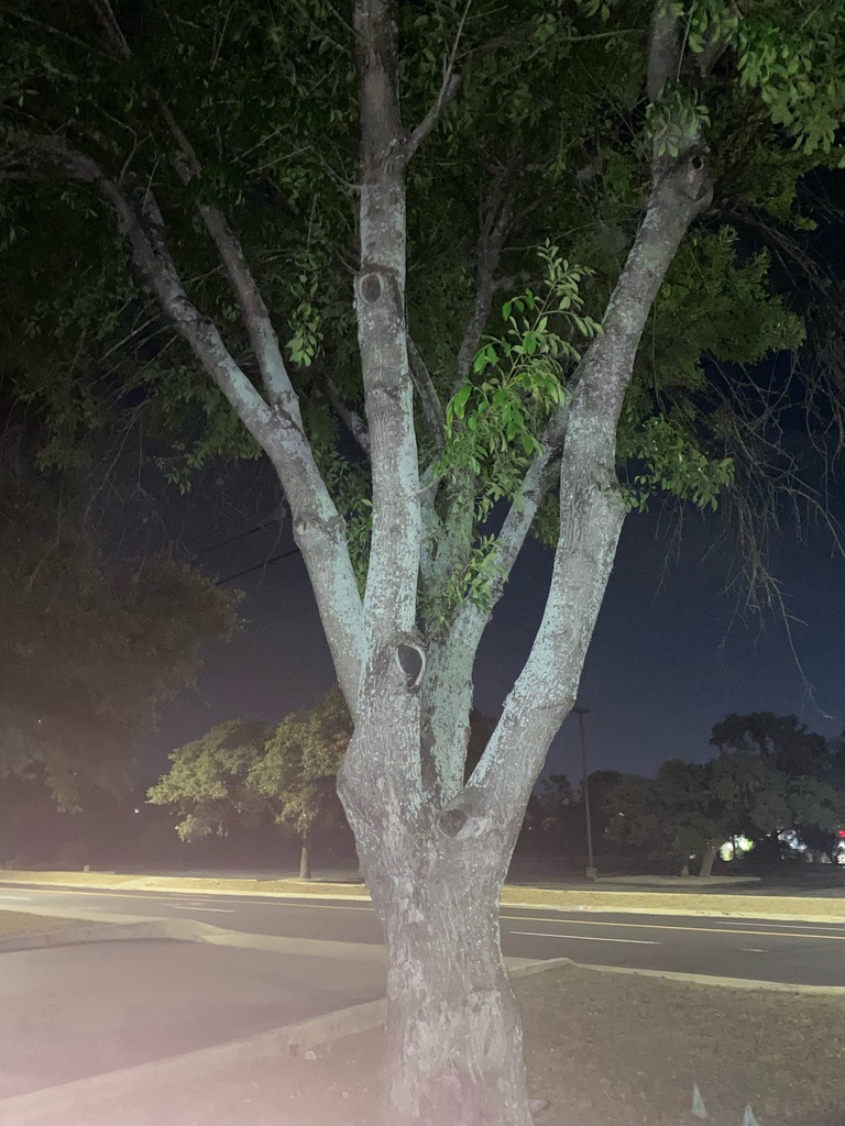 Mexican Ash from san antonioi on October 8, 2023 at 10:26 PM by ailana ...