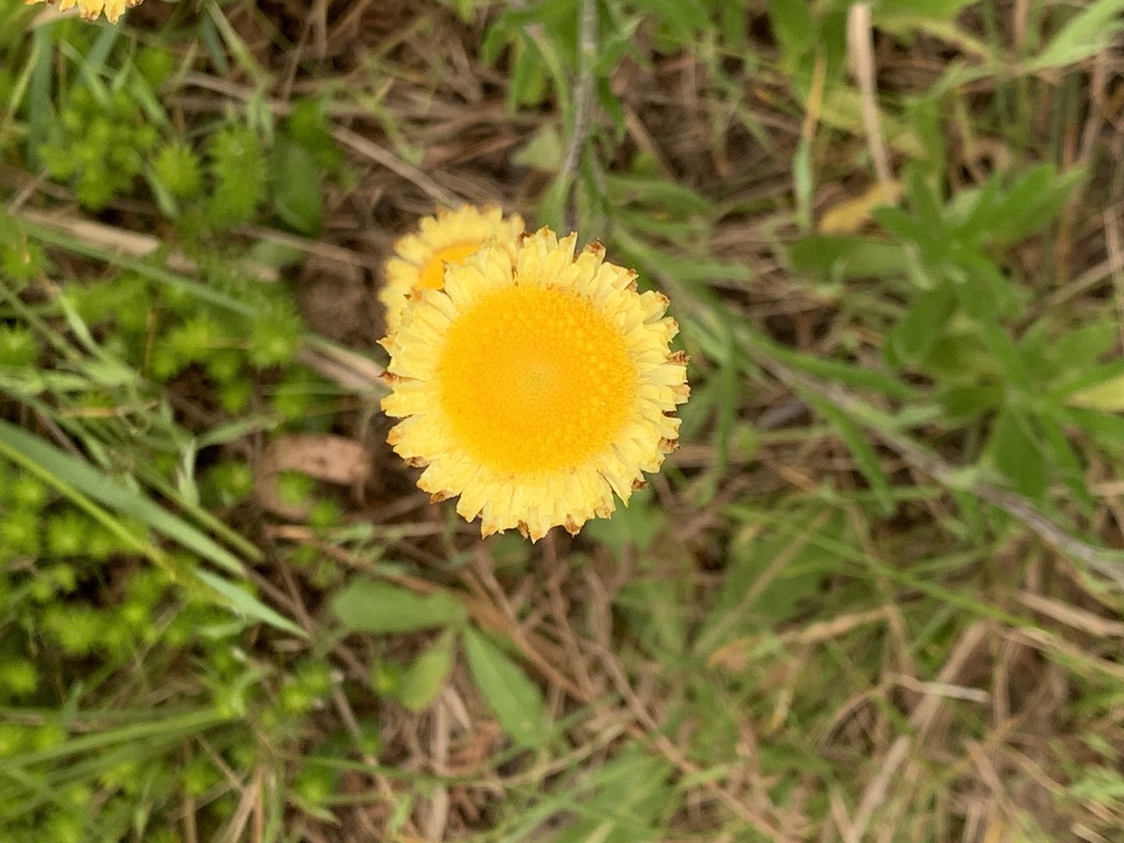 button everlasting in October 2023 by adiemjs · iNaturalist