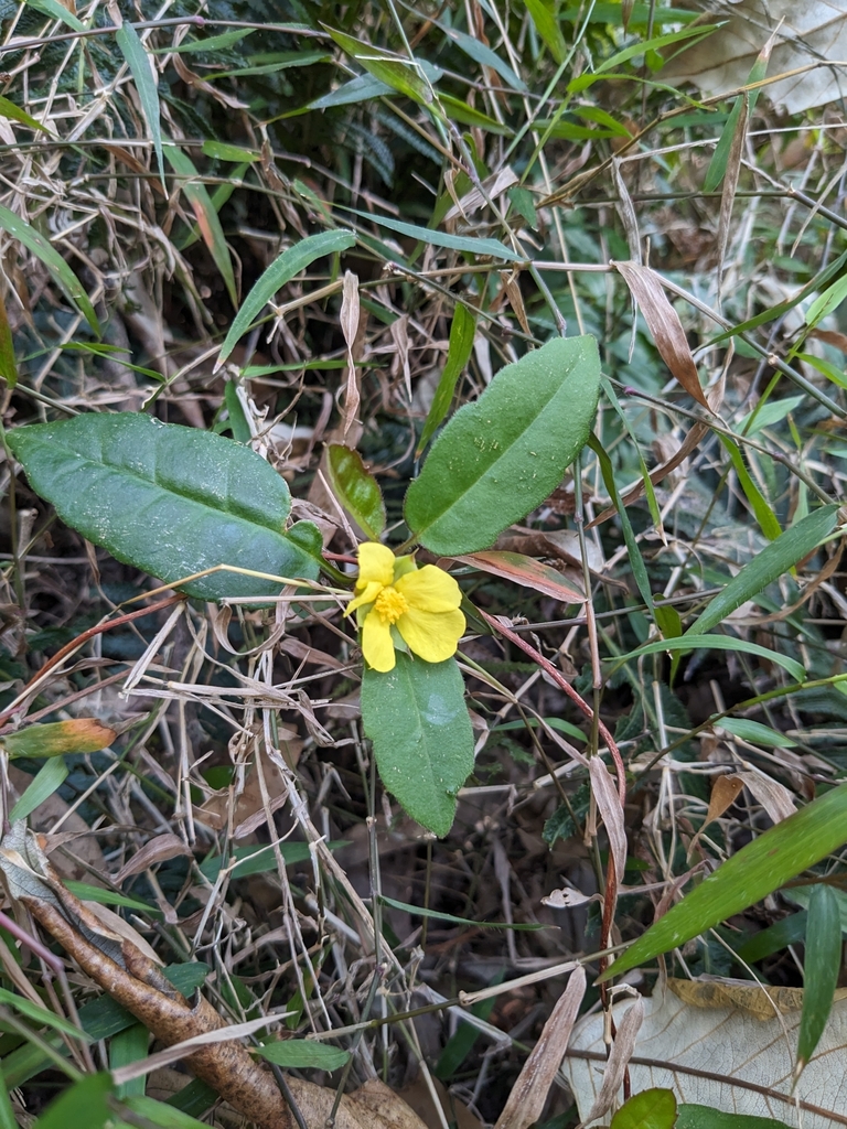 Toothed Guinea Flower from Coal Point Public School, Coal Point Rd, Coal Point NSW 2283 ...