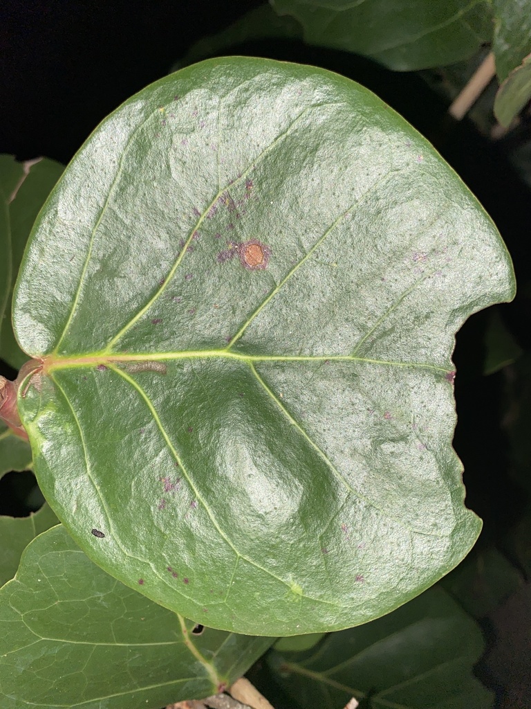 Colletotrichum from University of South Florida, Tampa, FL, US on ...