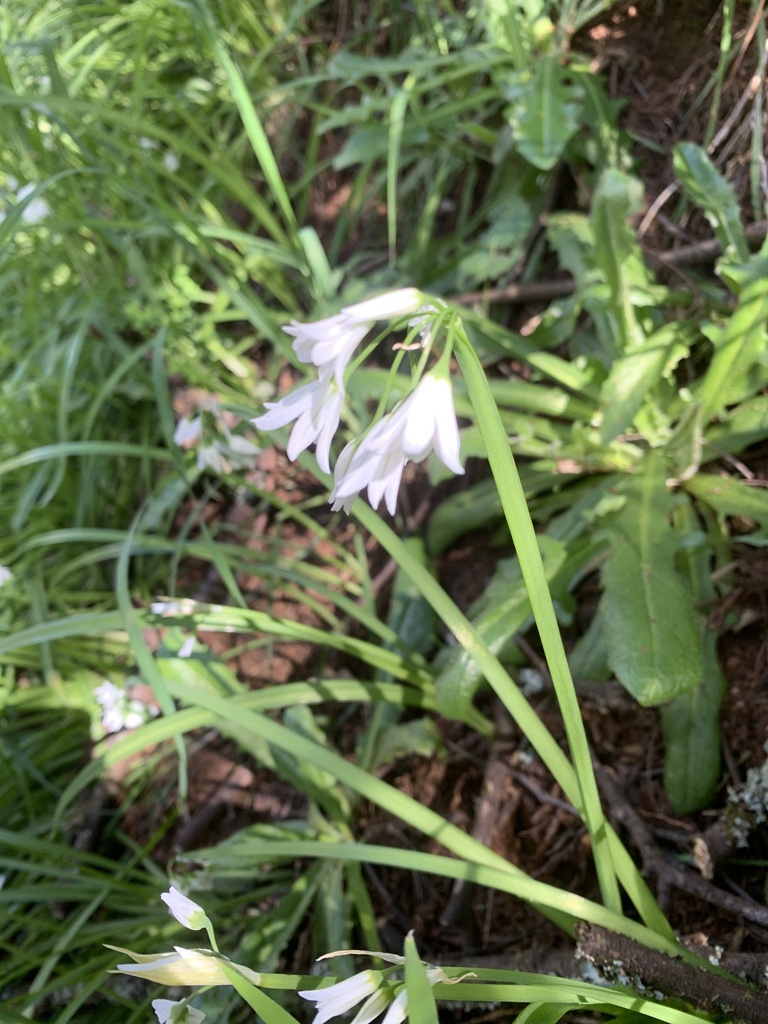 Three-cornered garlic from Emerald-Monbulk Rd, Monbulk, VIC, AU on ...