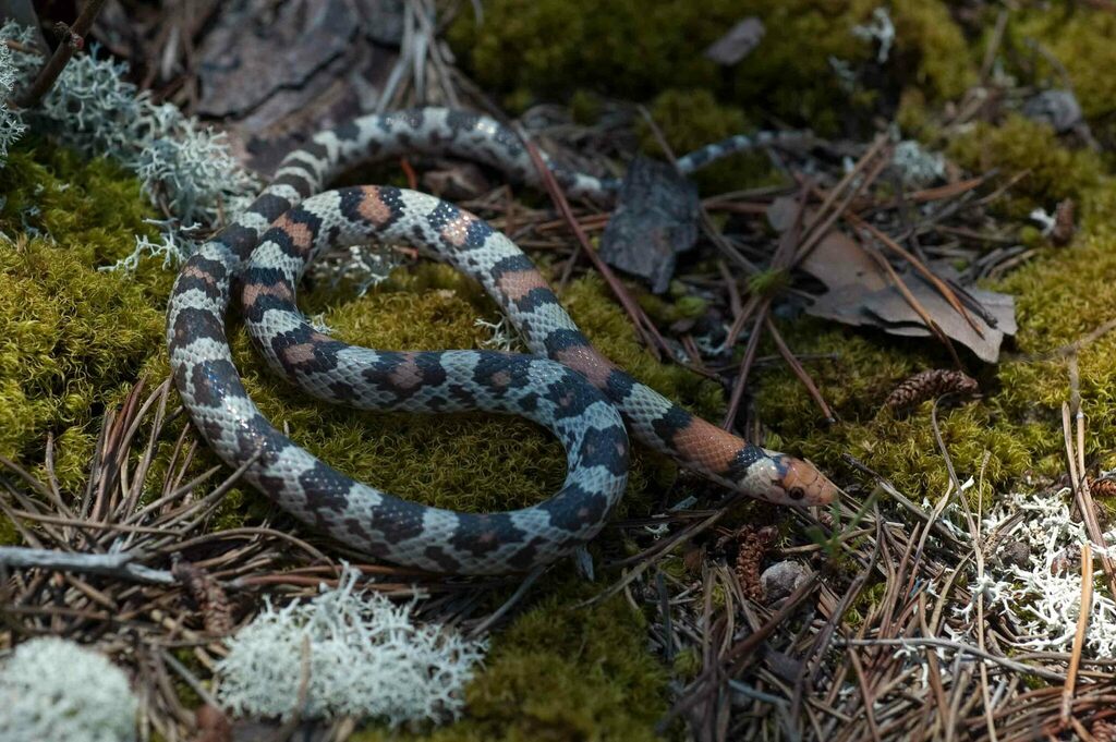 Northern Scarletsnake in July 2010 by Moses Michelsohn · iNaturalist