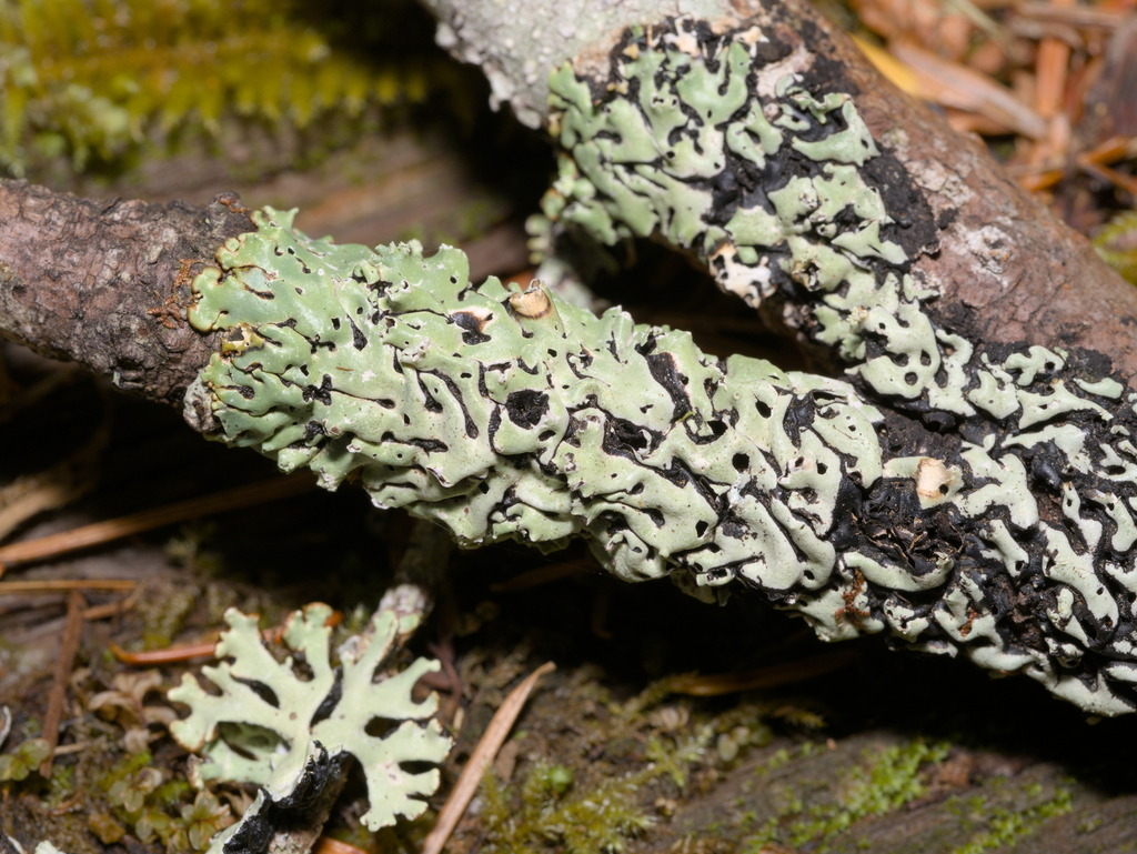Tree Flute Lichen from Snohomish, Washington, United States on October ...
