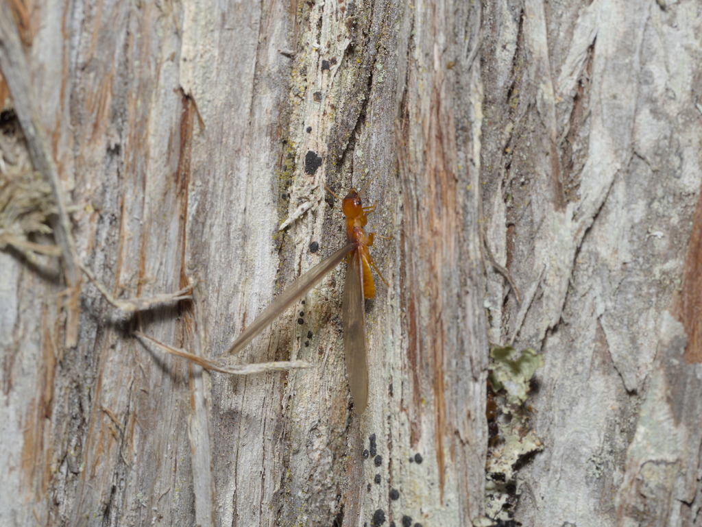 Pacific Dampwood Termite from Snohomish, Washington, United States on ...