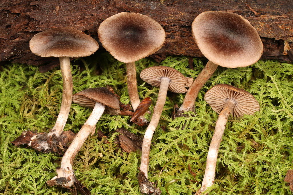 Webcaps from Dunbar, PA 15431, USA on October 8, 2023 at 10:44 AM by ...