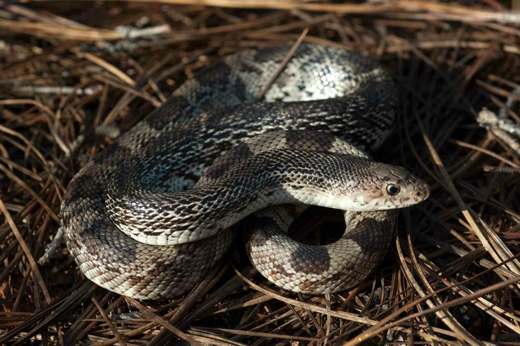 Florida Pine Snake in July 2010 by Moses Michelsohn · iNaturalist