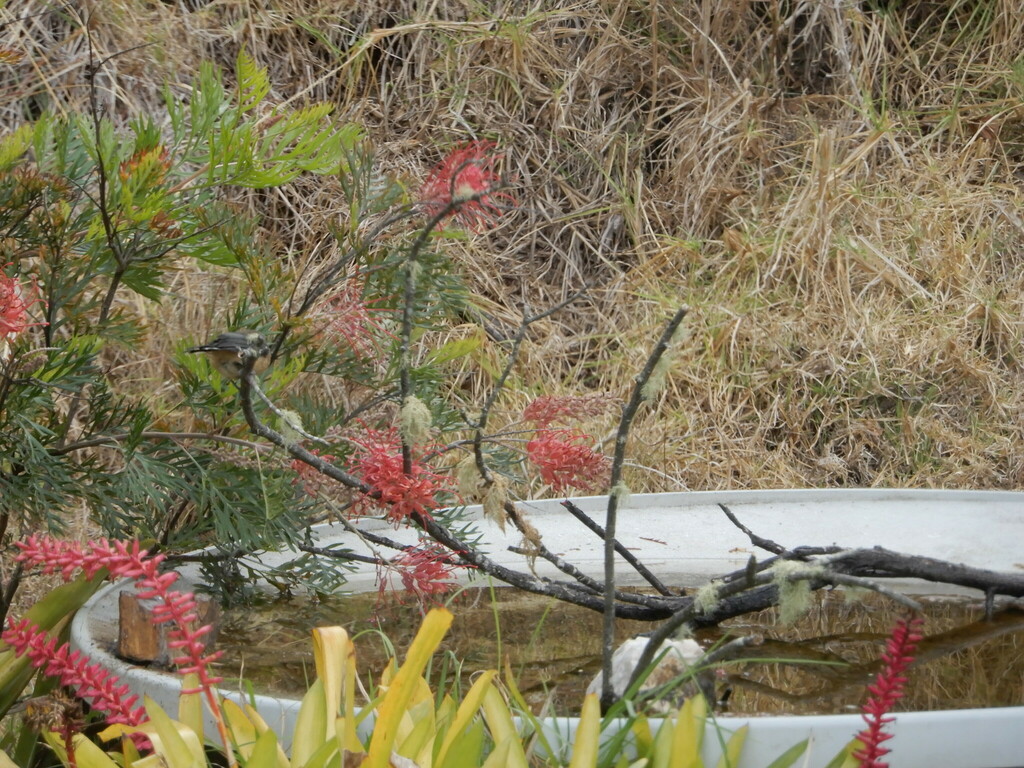 Eastern Spinebill from Upper Tooloom NSW 2475, Australia on October 10 ...