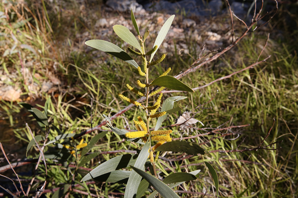 wattles from Hugh NT 0872, Australia on July 25, 2023 at 03:49 PM by ...