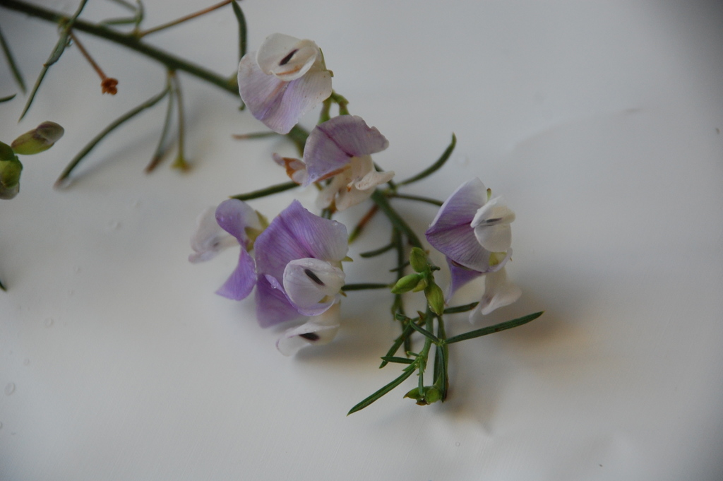 Psoralea angustifolia from Biedouw Valley, South Africa on November 25 ...