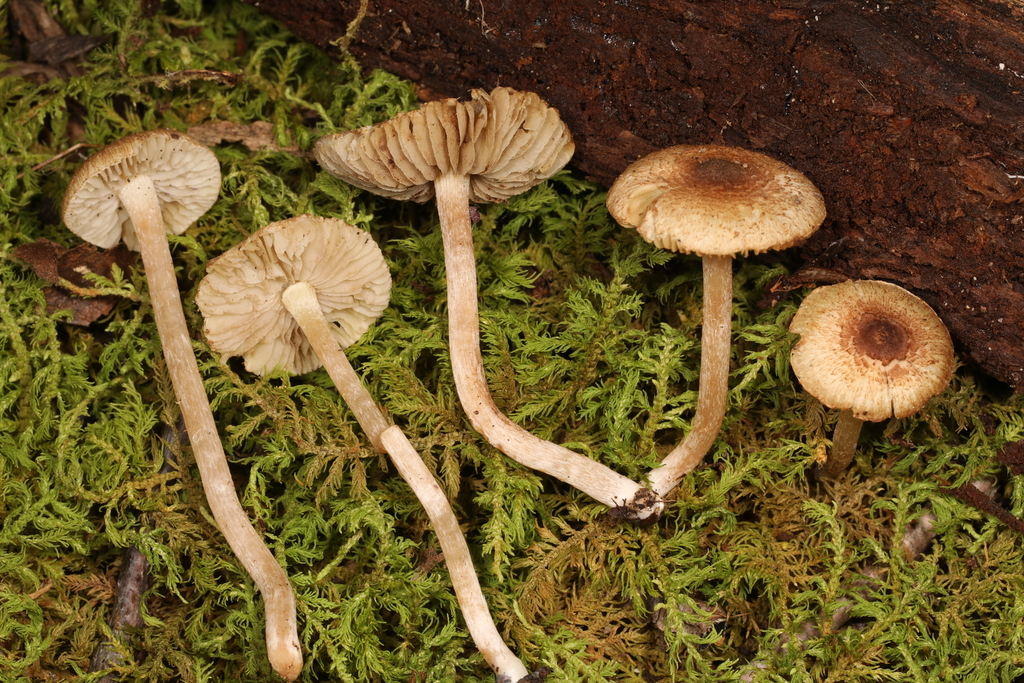 Webcaps from Dunbar, PA 15431, USA on October 8, 2023 at 11:09 AM by ...