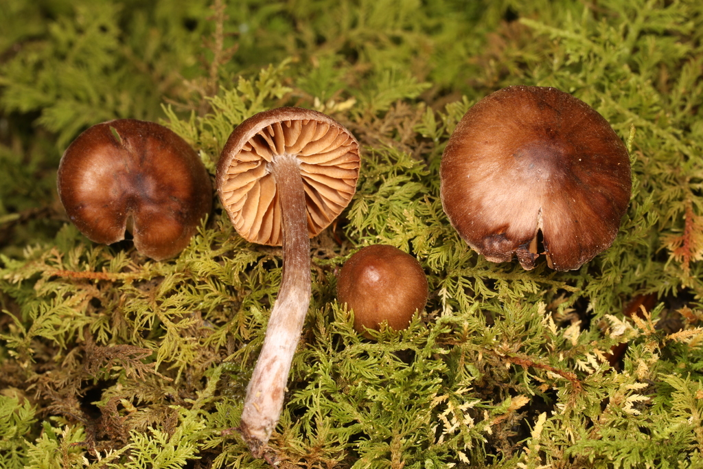 Webcaps from Dunbar, PA 15431, USA on October 8, 2023 at 12:02 PM by ...