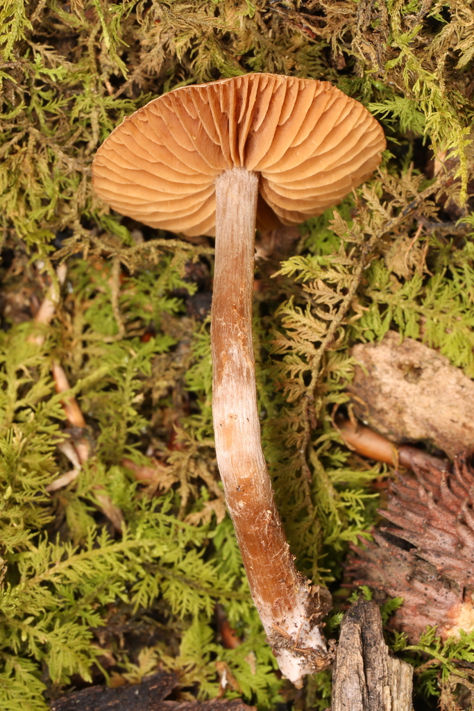 Webcaps from Dunbar, PA 15431, USA on October 8, 2023 at 12:03 PM by ...