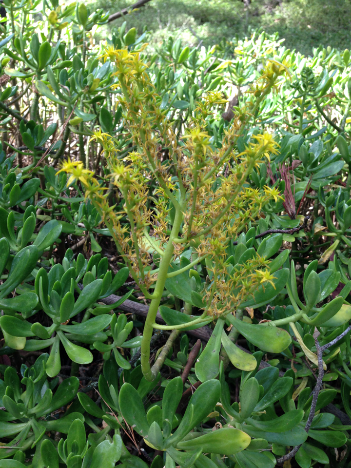 green cockscomb (Flora de la Region Chignahuapan-Zacatlan) · iNaturalist